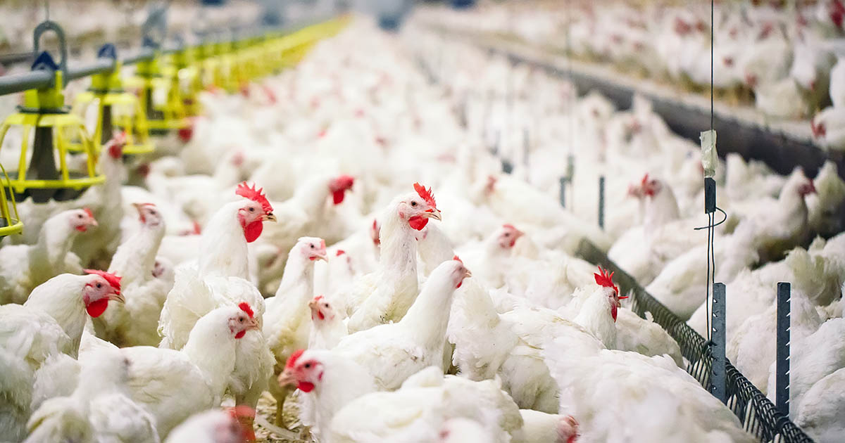 COVID-19 and Asian poultry and pork markets