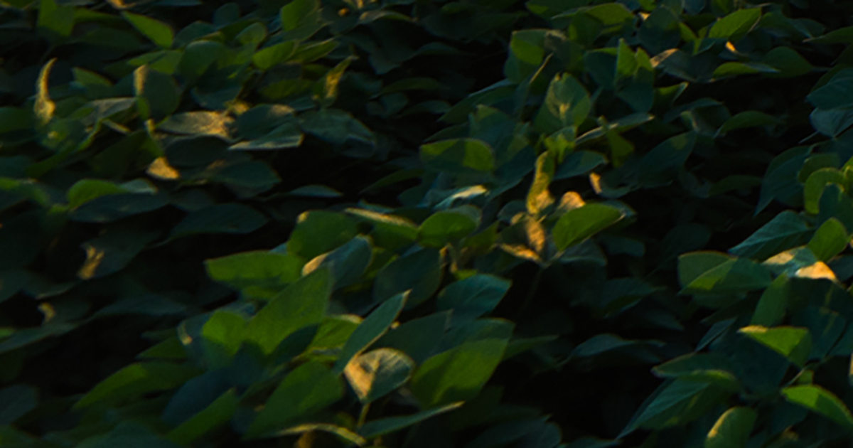 Crop Science - Perstorp