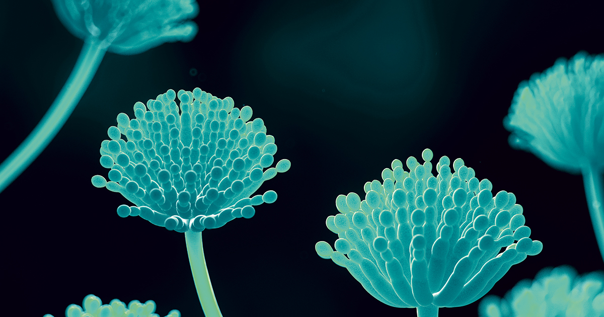 Mycotoxin management - Perstorp