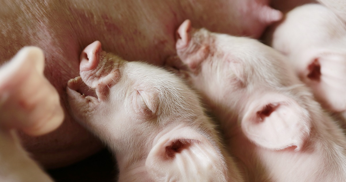 Heat stress in swine: facts, problems and support options