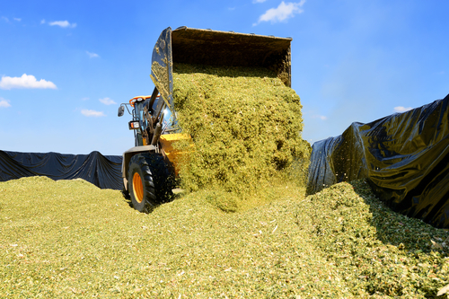 Best silage preservation method for superior performance?